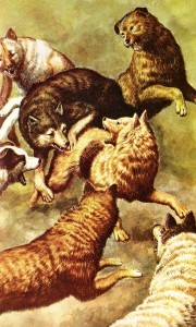 The Call of the Wild Illustrations | Mister Crew